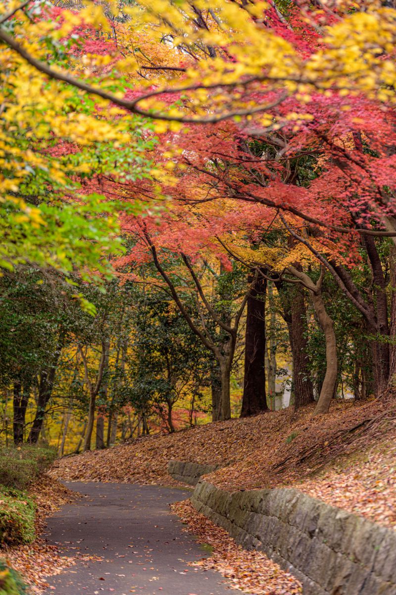 秋のワクワク | GANREF