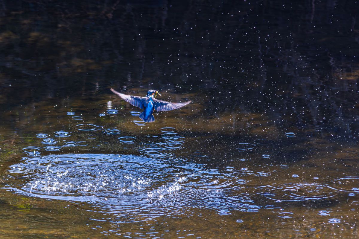 DIVE TO BLUE | GANREF