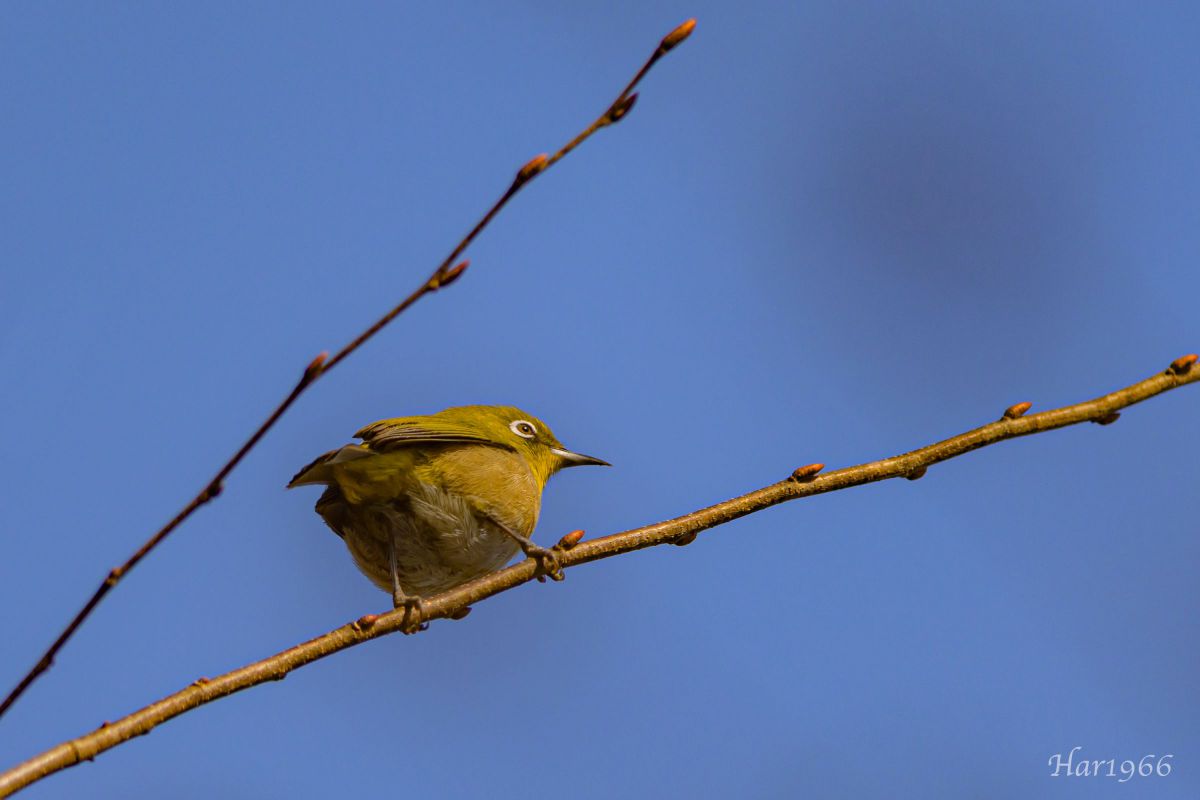 AF微調整 | GANREF