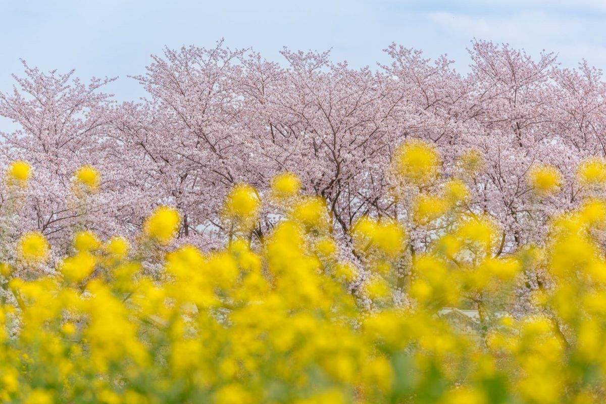 桜の日々 | GANREF