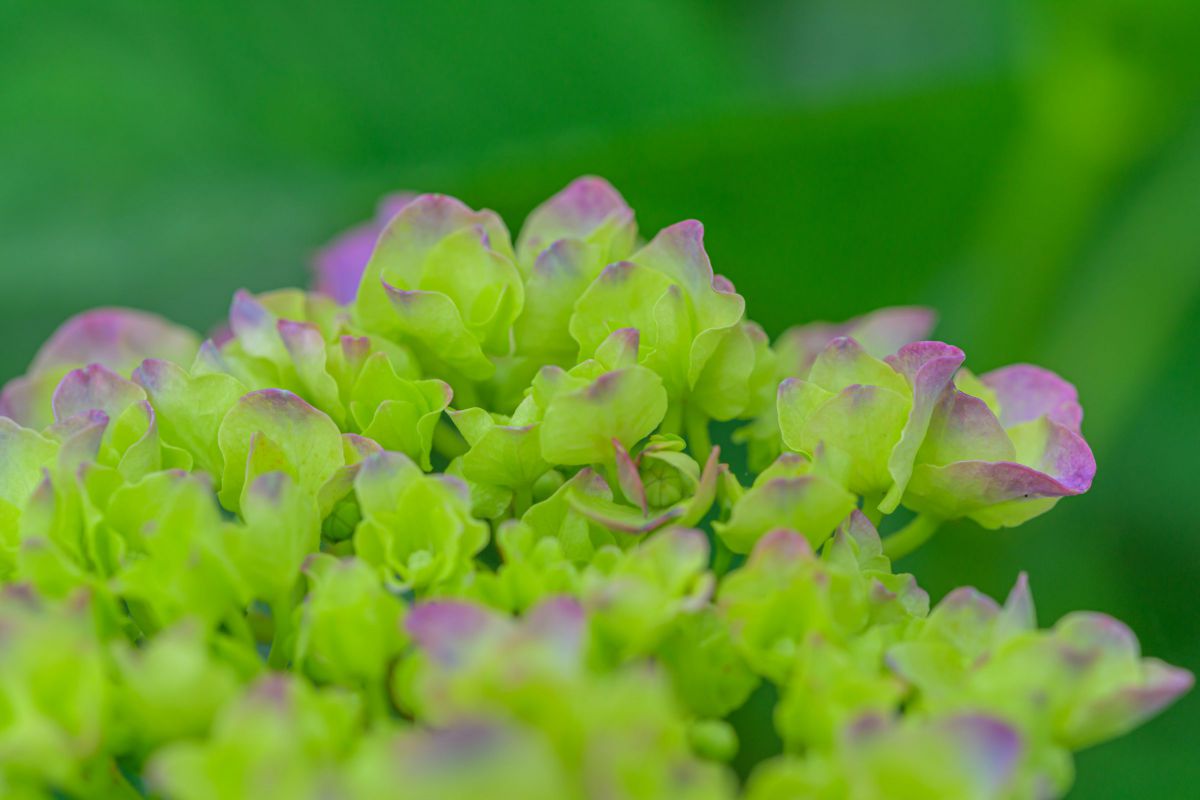 梅雨入り目前 | GANREF