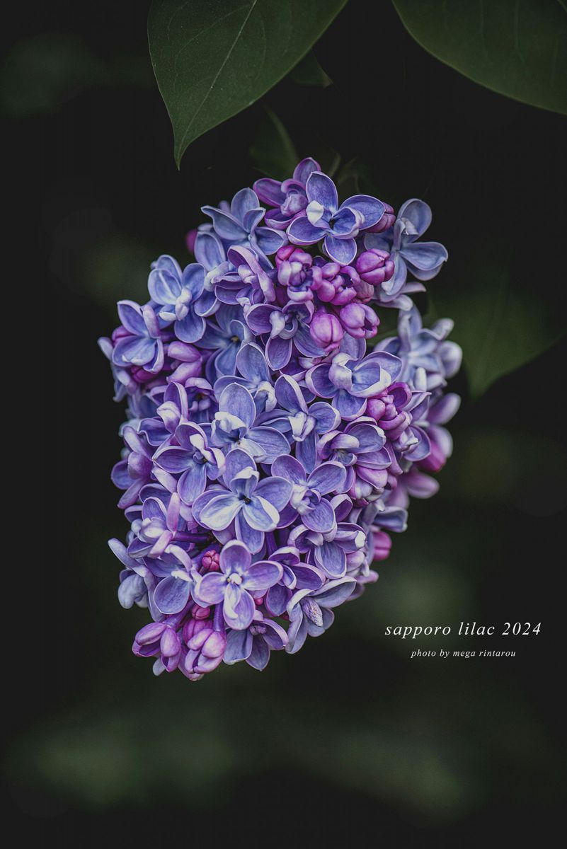 札幌・ライラック2024 ② | GANREF