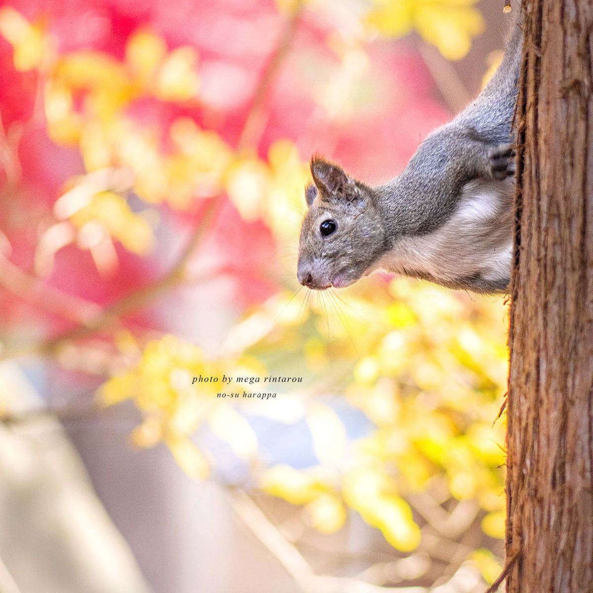 秋彩とエゾリス2022 | GANREF