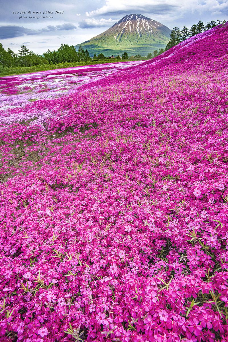 蝦夷富士と芝桜2023 | GANREF