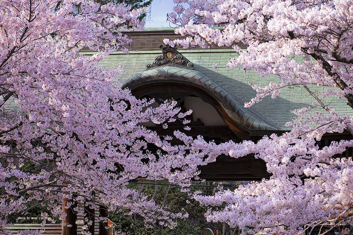 小樽市 天上寺 桜 2025年 | GANREF