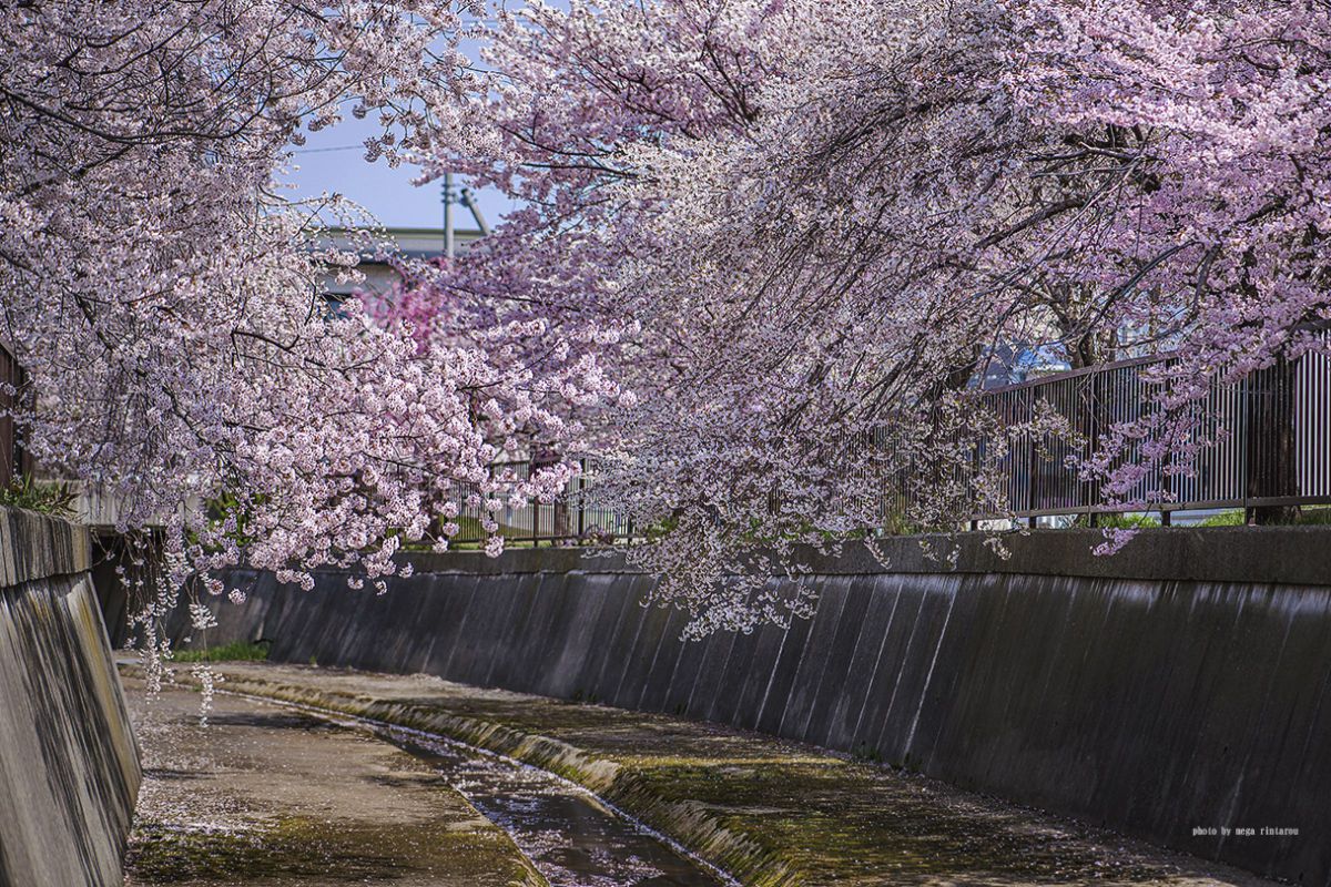 札幌市 手稲区 旧軽川の桜2025 その2 | GANREF