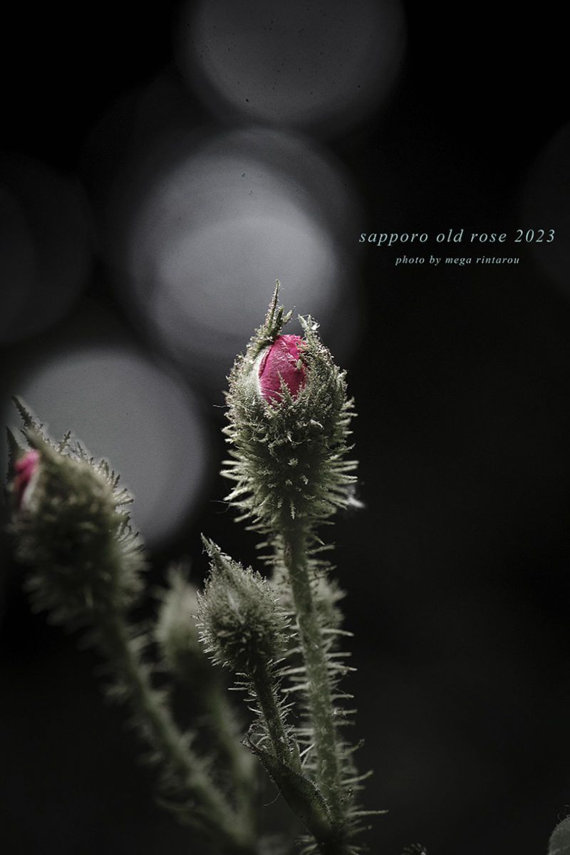 2023札幌 オールドローズ 蕾 | GANREF