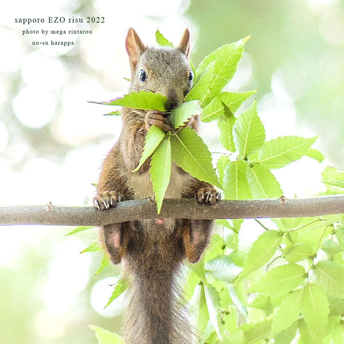 葉っぱでいっぱい エゾリス2022 | GANREF