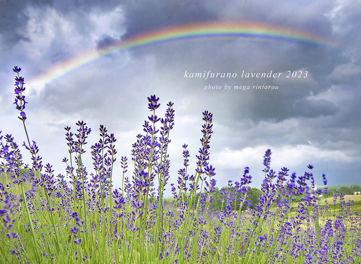 虹とラベンダー2023 | GANREF