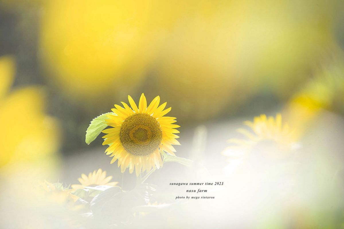 向日葵2023 | GANREF
