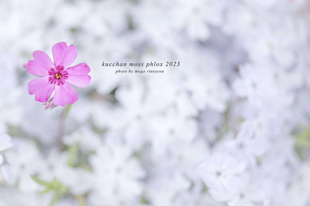 倶知安町・芝桜2023 | GANREF