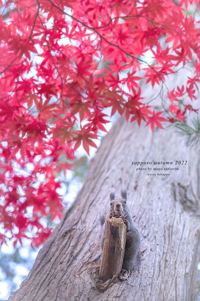 エゾリス＆もみじ2022 | GANREF