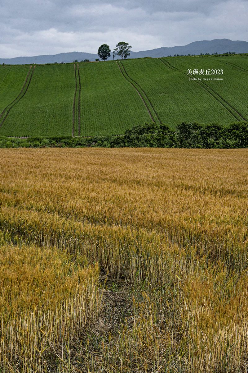美瑛麦丘2023 | GANREF
