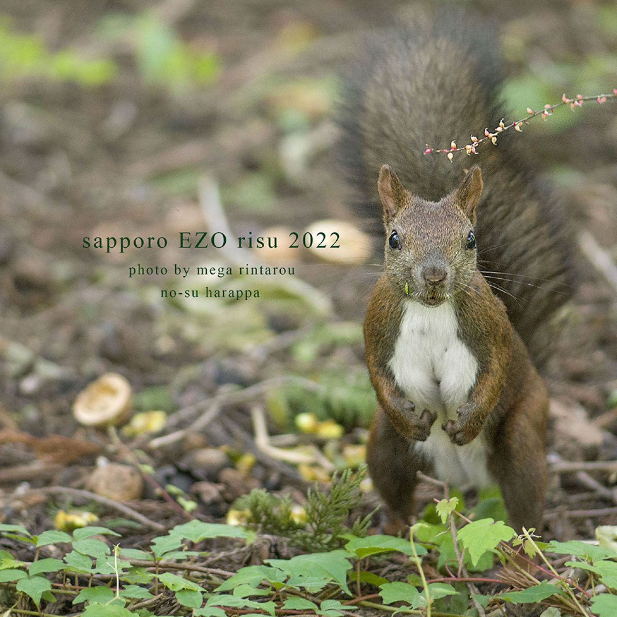 秋のエゾリス 2022 | GANREF