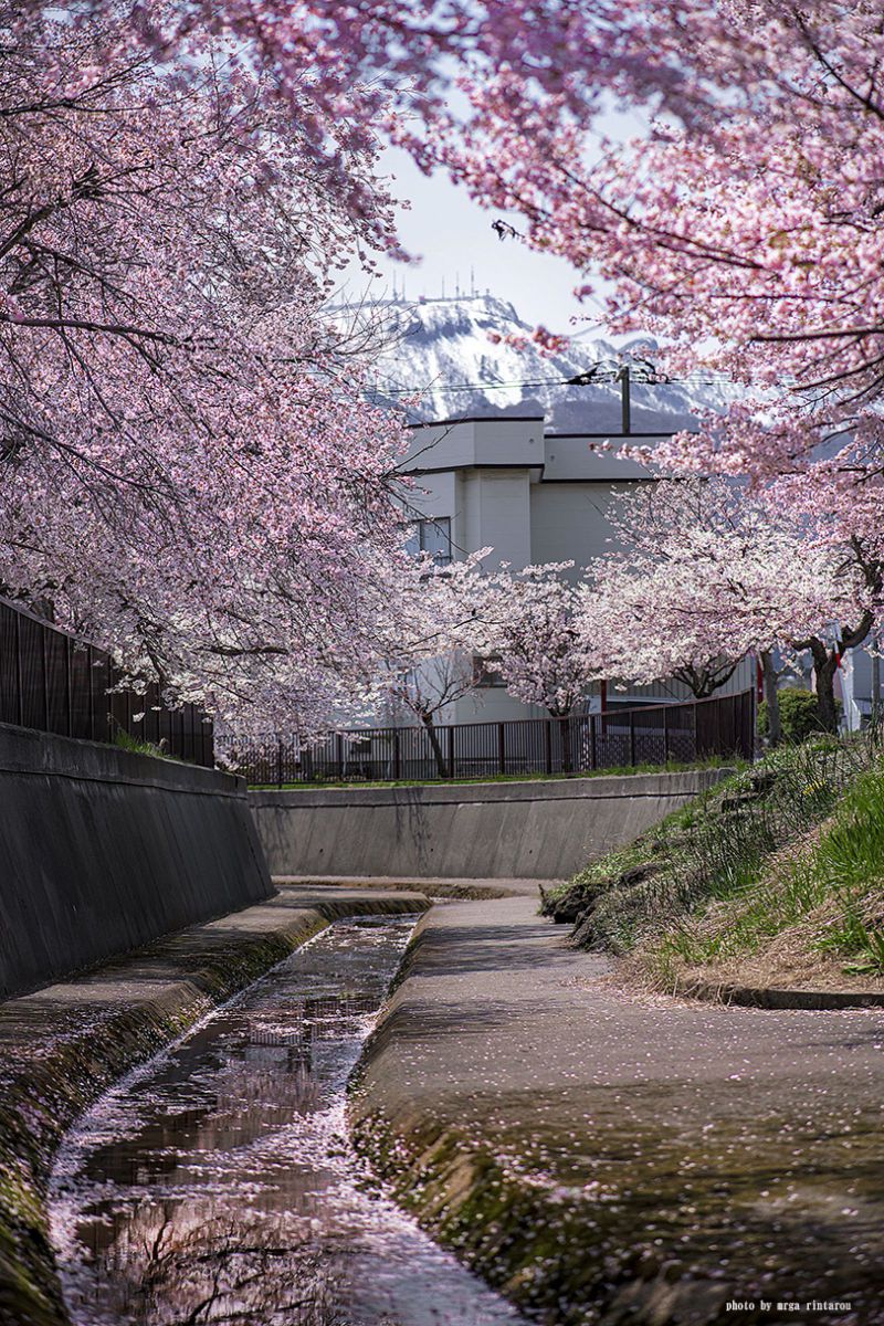 札幌市 手稲区 手稲山と旧軽川の桜2025 | GANREF