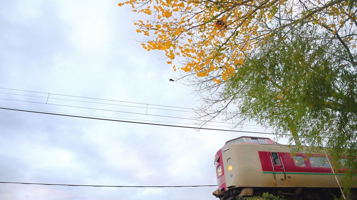 381系の横顔 | GANREF