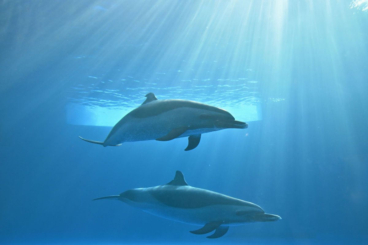 デュエットスイミング | GANREF