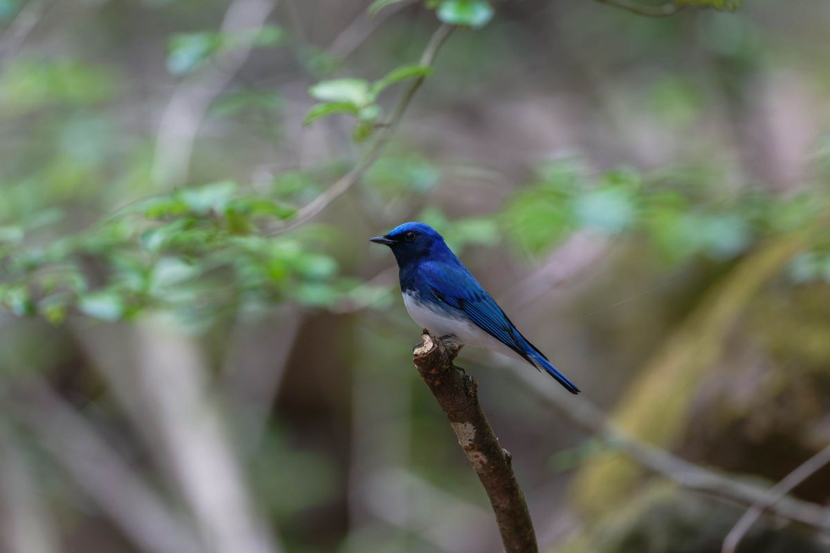 春の使者 | GANREF