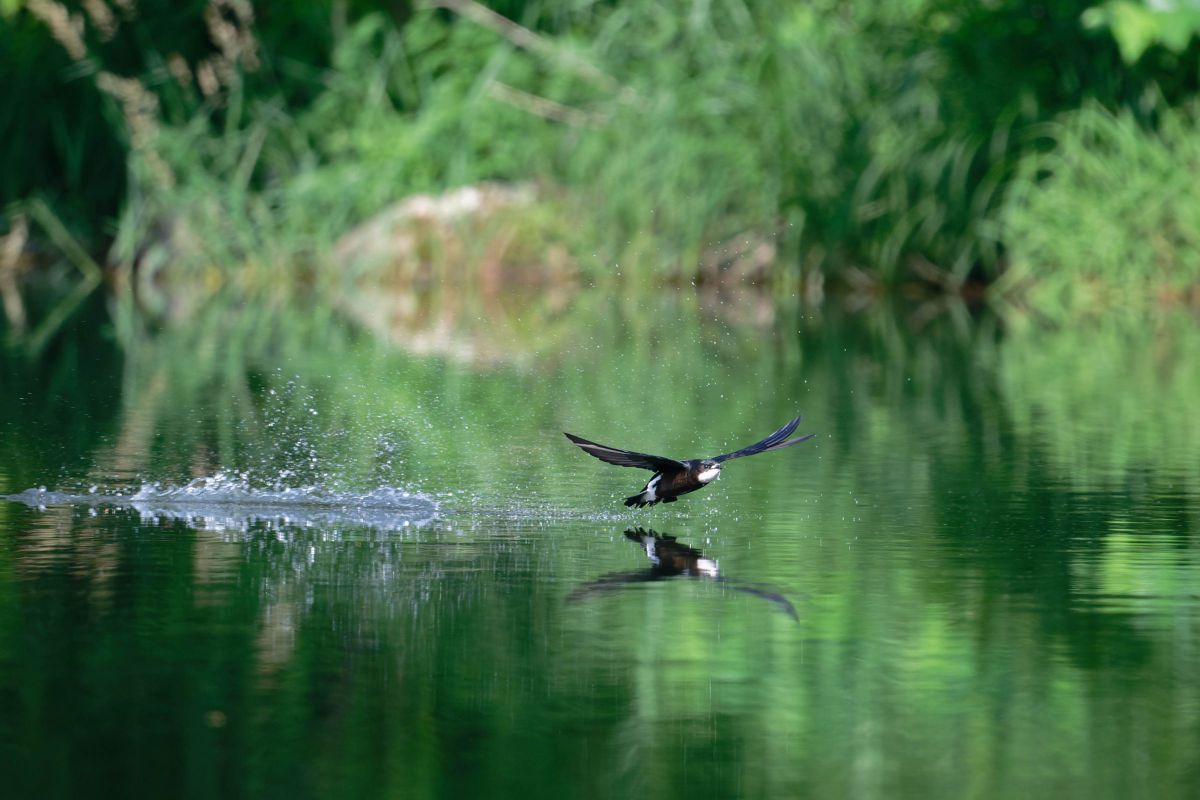 ちょっと涼し気に！ | GANREF