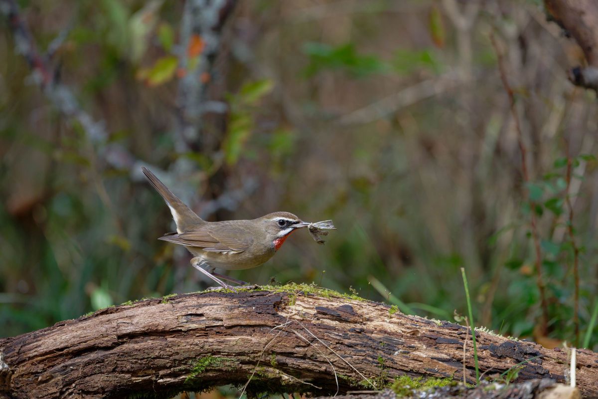 ノゴマ10 | GANREF