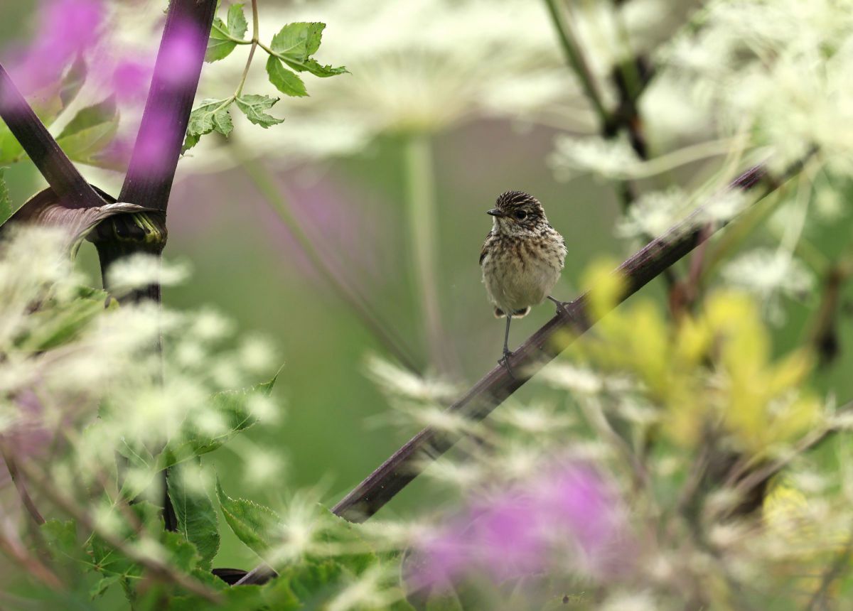 ちびノビ | GANREF