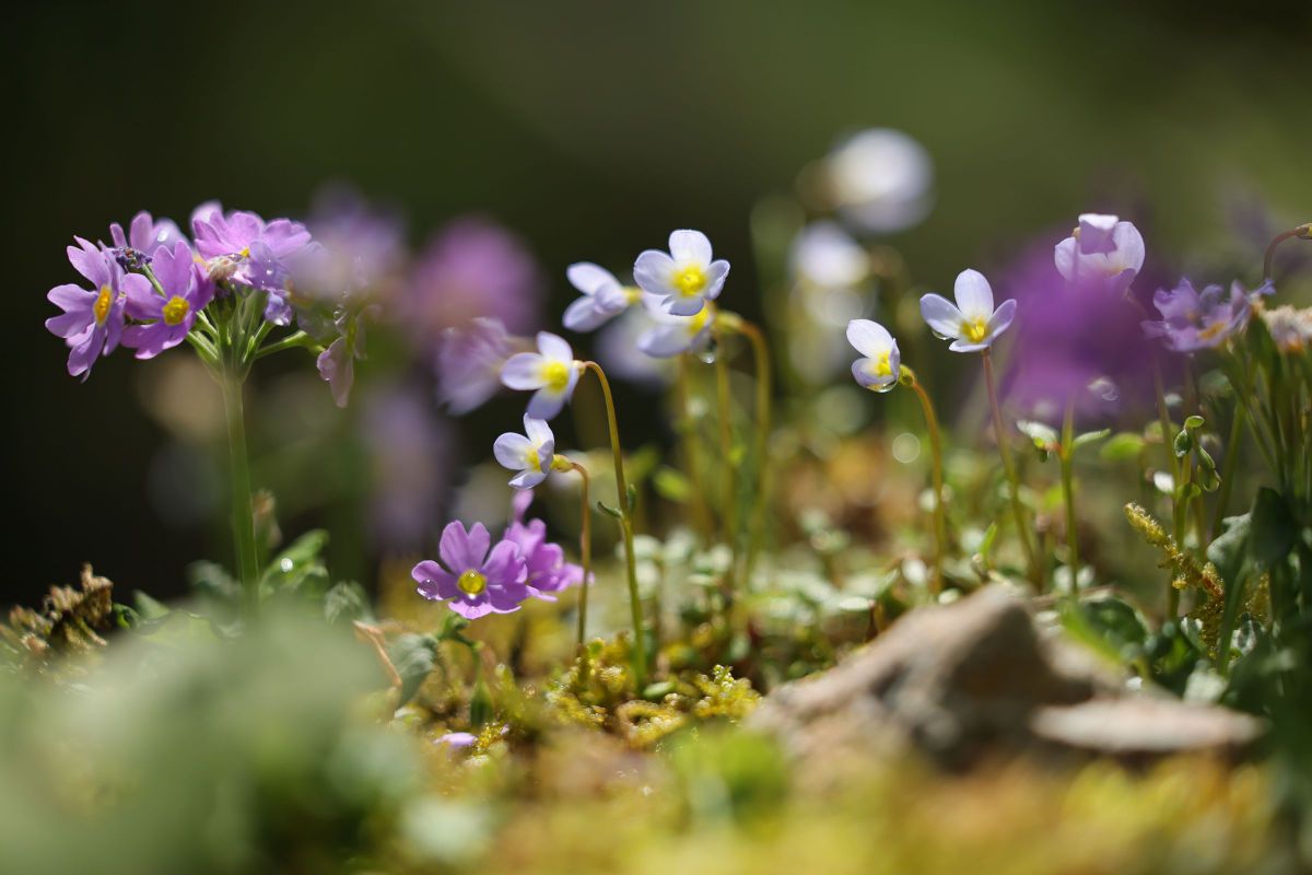 春の喜び | GANREF