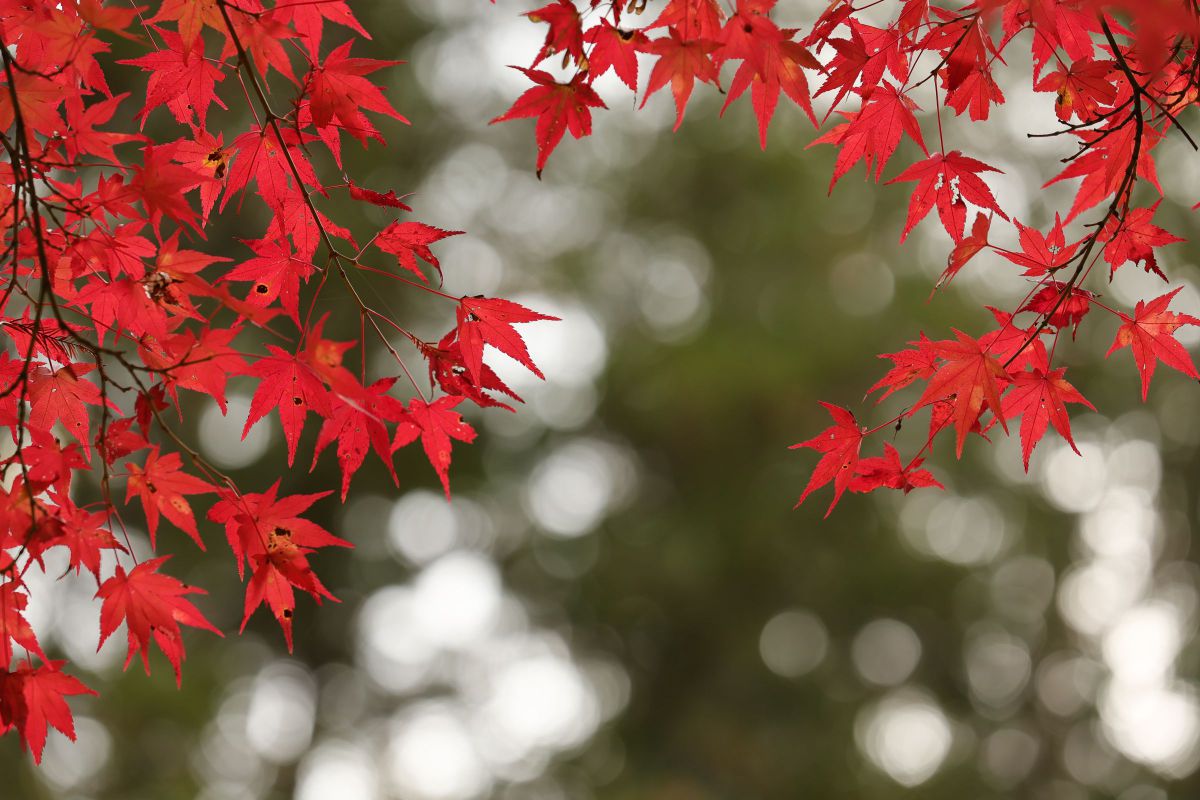 木漏れ日と紅葉 | GANREF