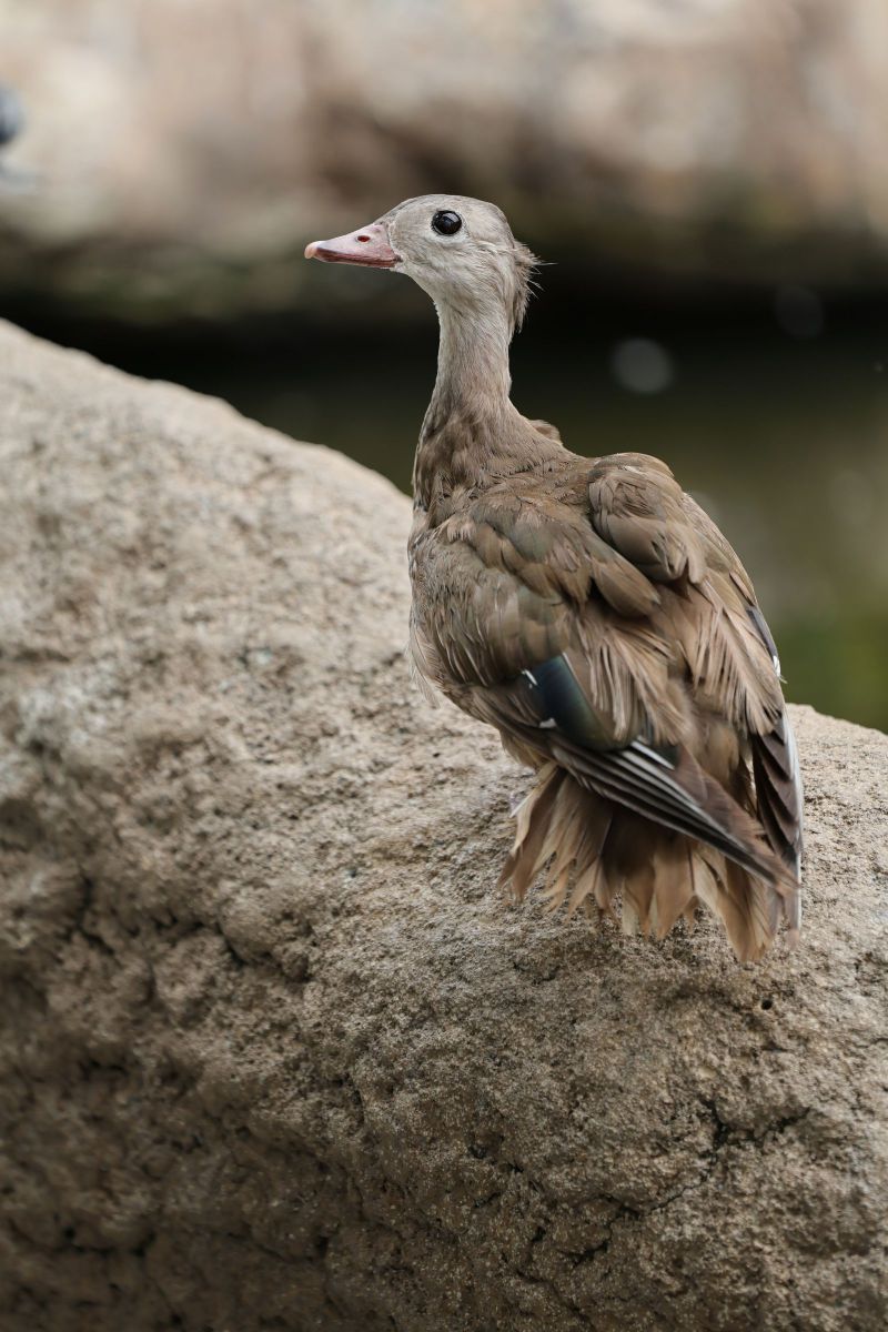 上目遣い | GANREF