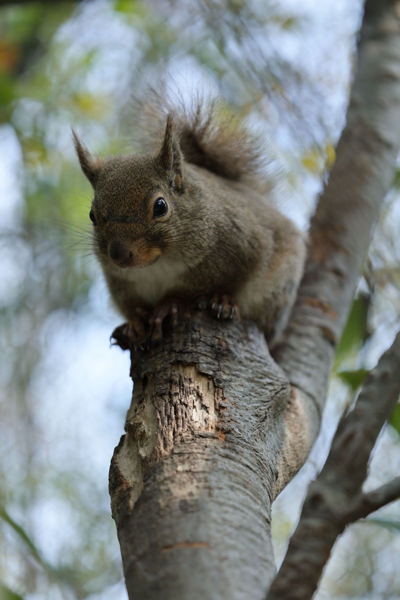 前のめリス | GANREF