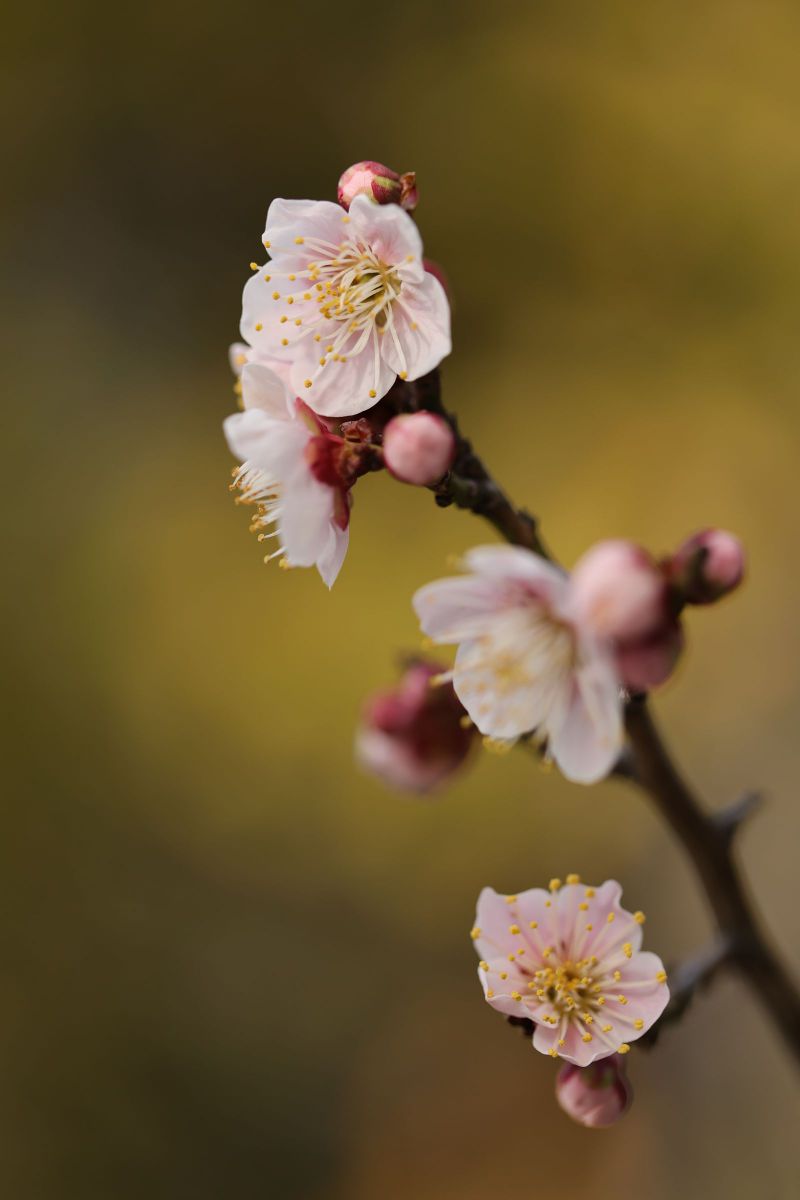 遅咲きの梅 | GANREF