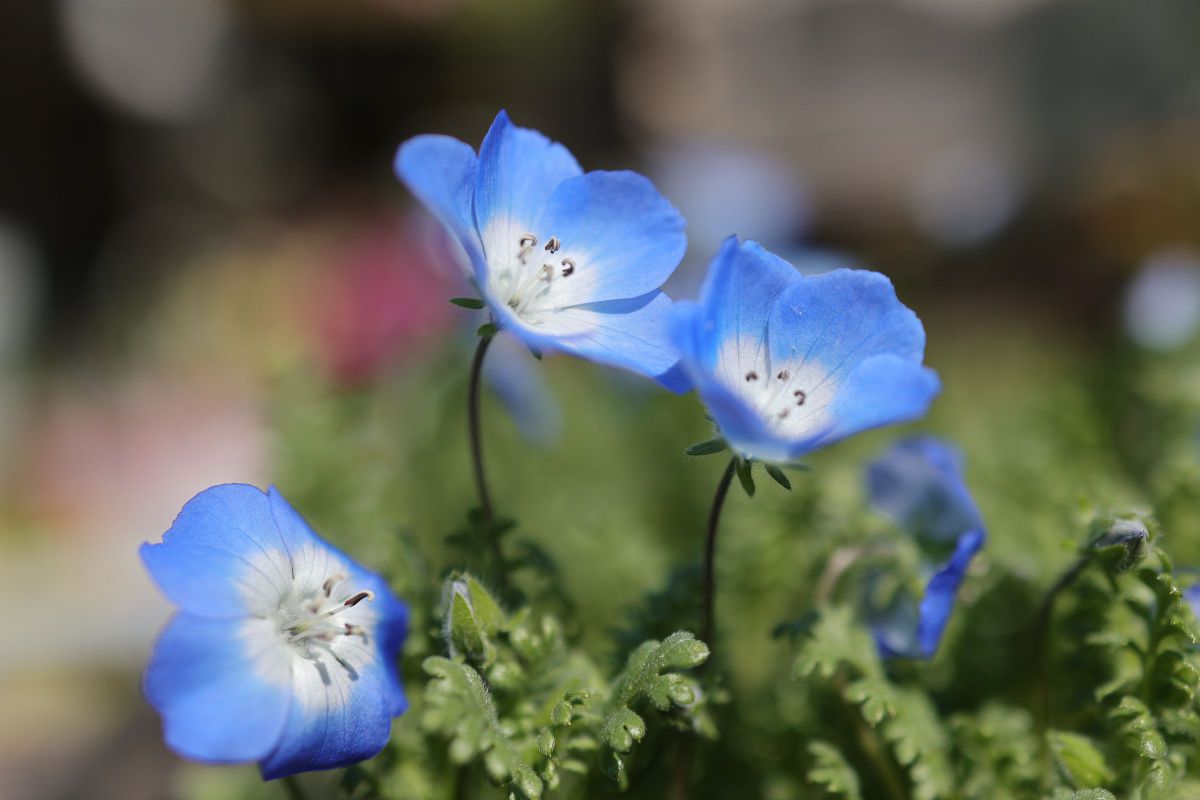 小首を傾げるネモフィラ | GANREF