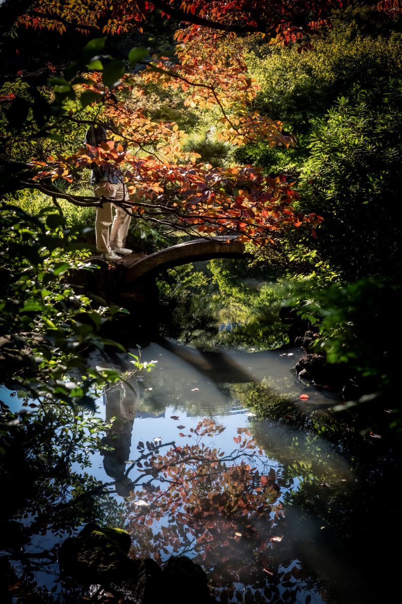 いつかの秋 | GANREF