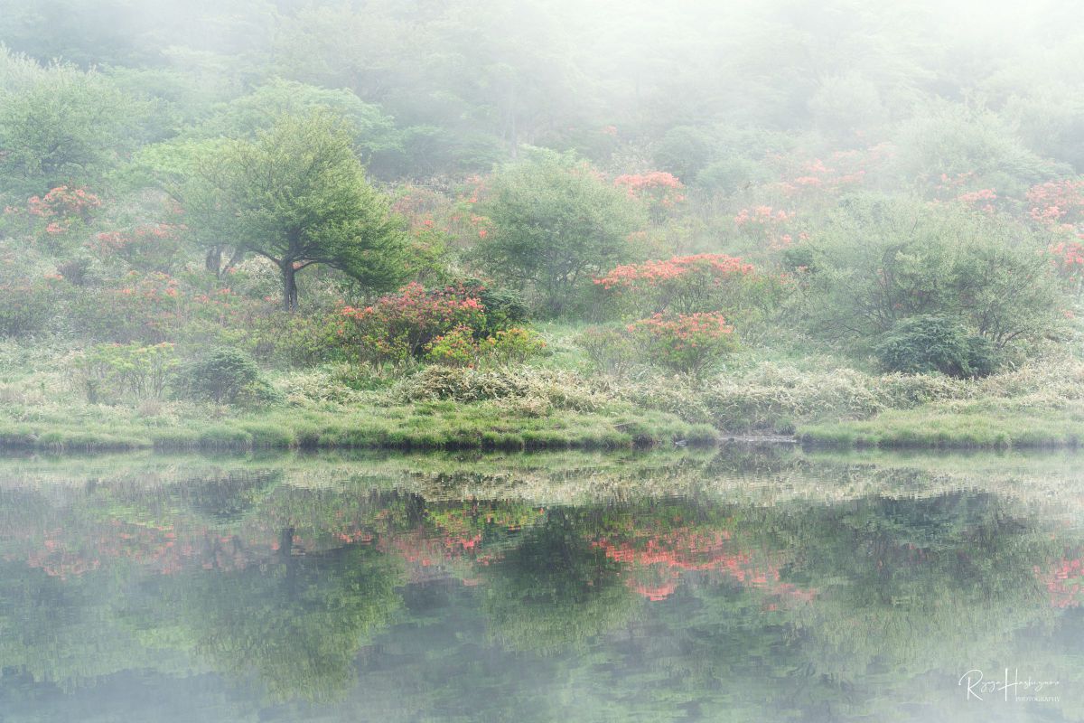 霧中に華 | GANREF