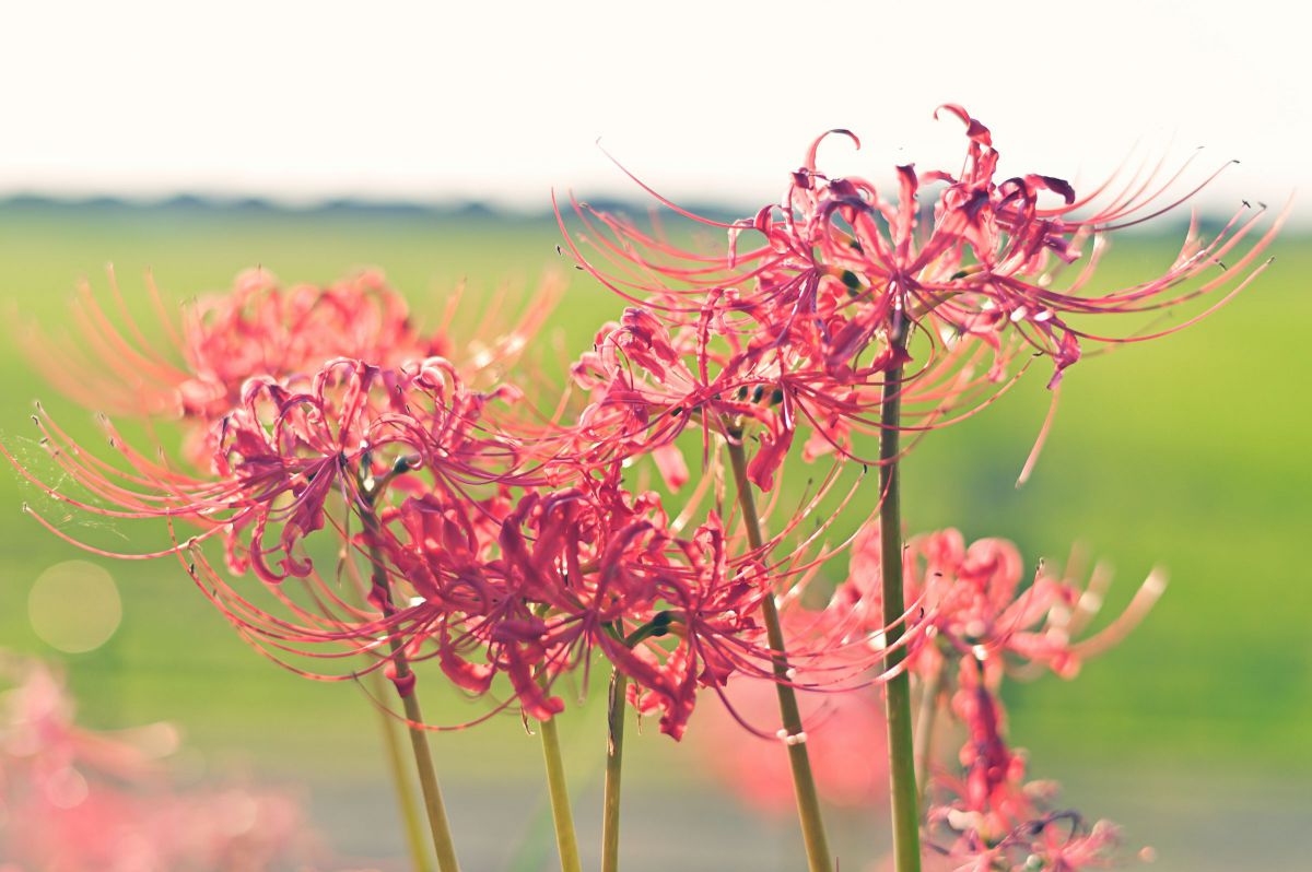 Horizon of Lycoris | GANREF