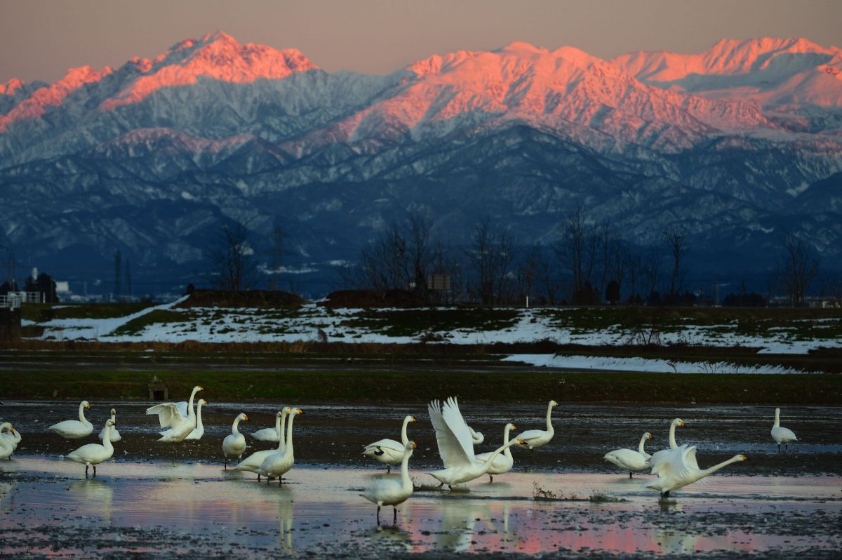 Return To Base おうちに帰ろう！ | GANREF