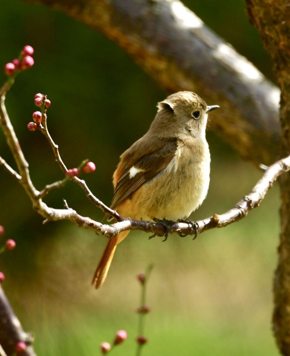 梅🌸より🐛 | GANREF