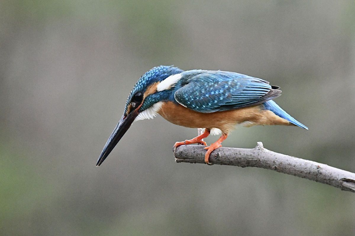 飛ぶぞ〜‼️ | GANREF