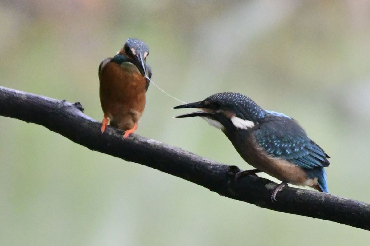 カワセミ幼鳥に最後の給餌（絆） | GANREF