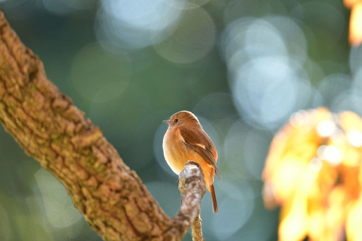 玉ボケドン💓ジョビ子💓 | GANREF