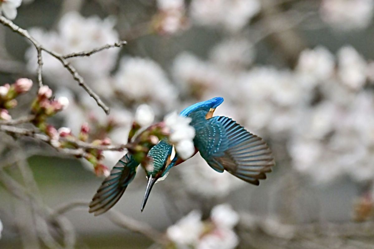 🌸カワセミ | GANREF