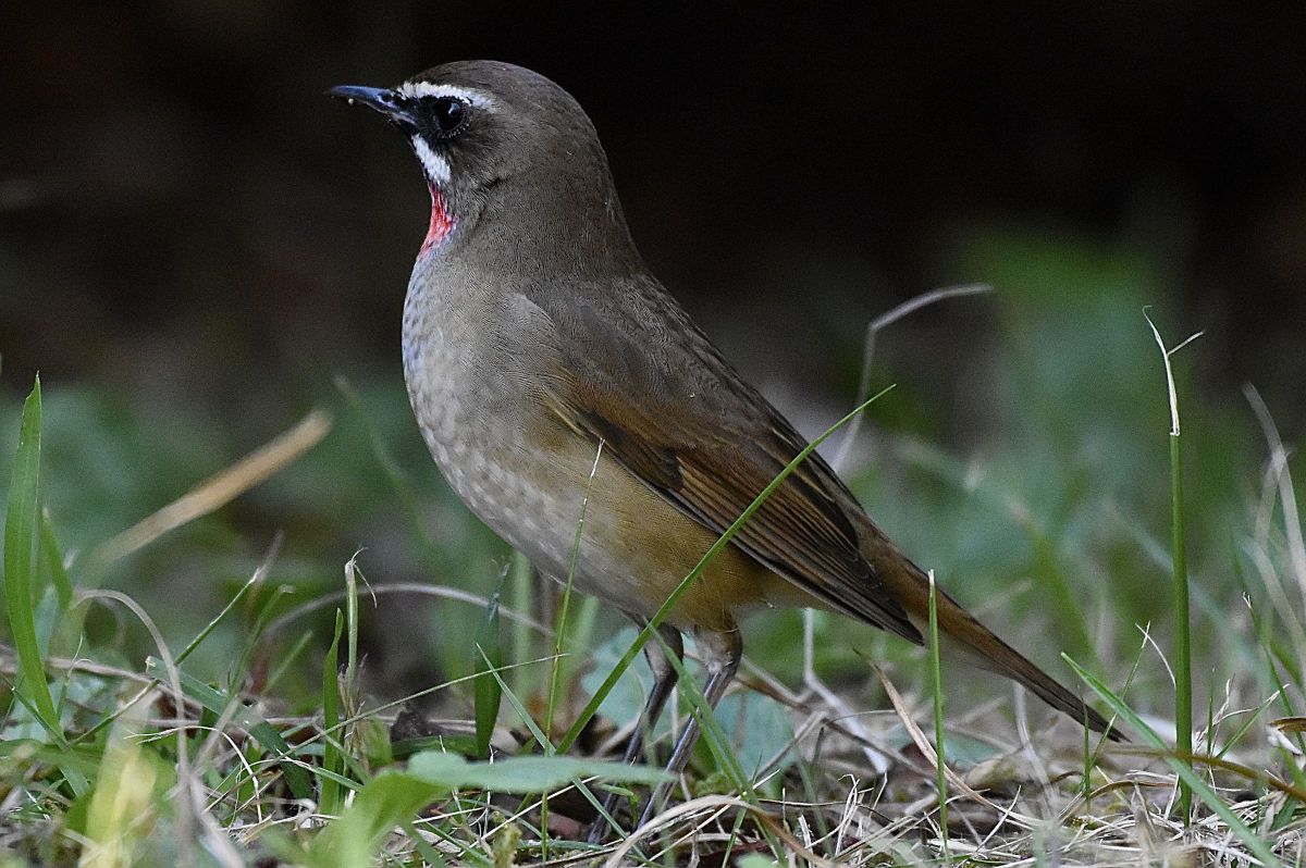 コマドリ2023 | GANREF