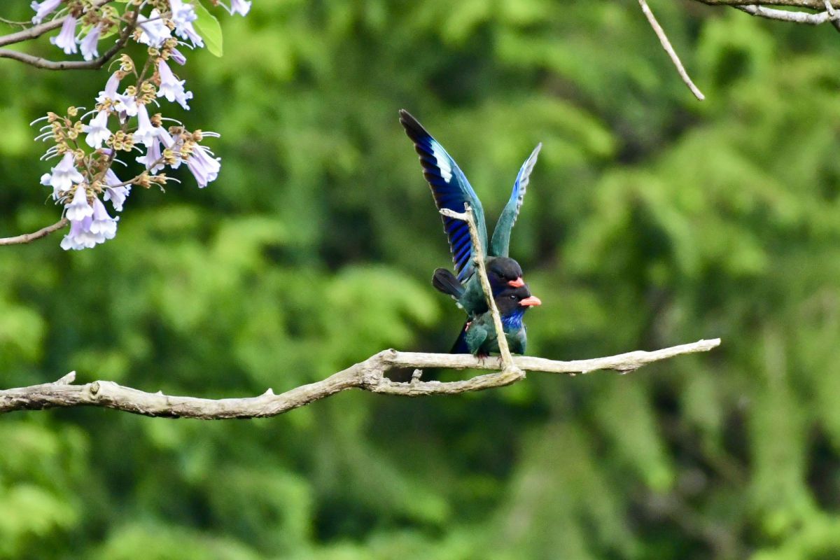 仲良しブッポウソウ💞 | GANREF