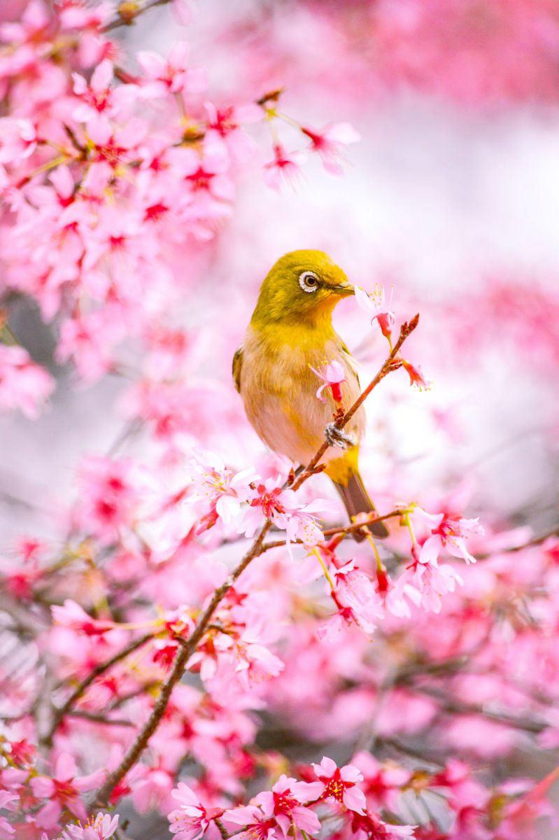 新宿御苑 メジロ | GANREF