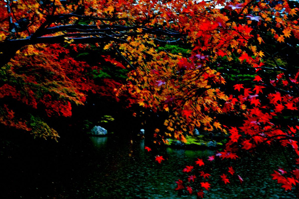 旅のエッセイ：京の秋を尋ねる－秋の池（Fin） | GANREF
