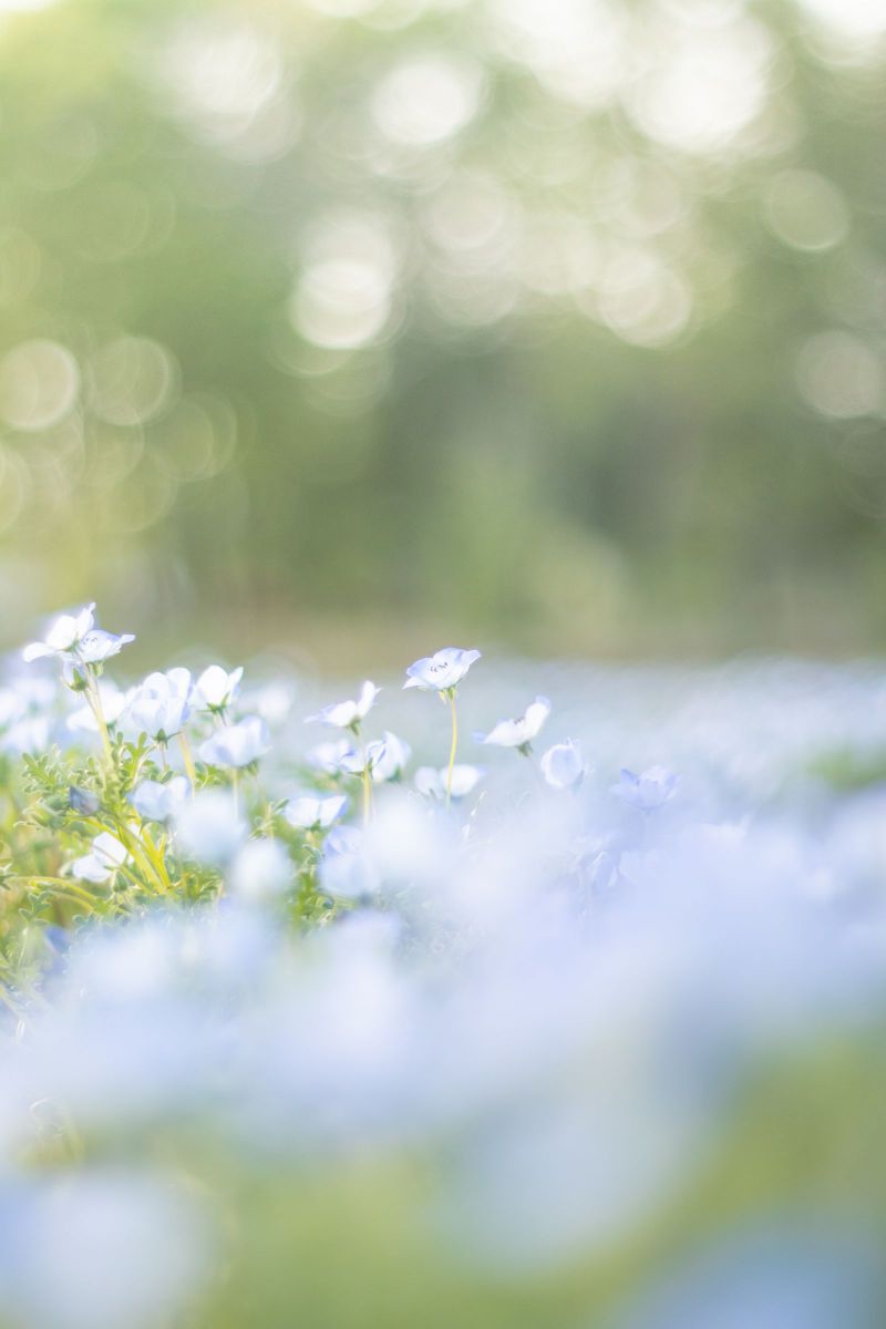 ネモフィラ | GANREF