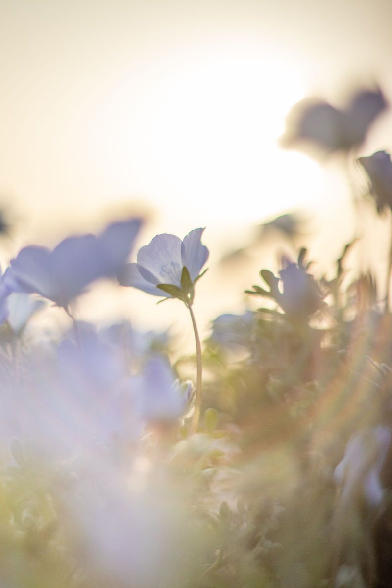 夕陽のネモフィラ | GANREF