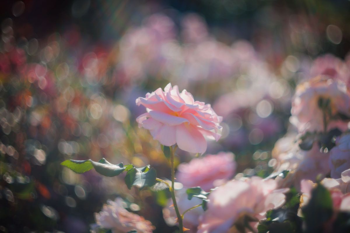 こうりん | GANREF