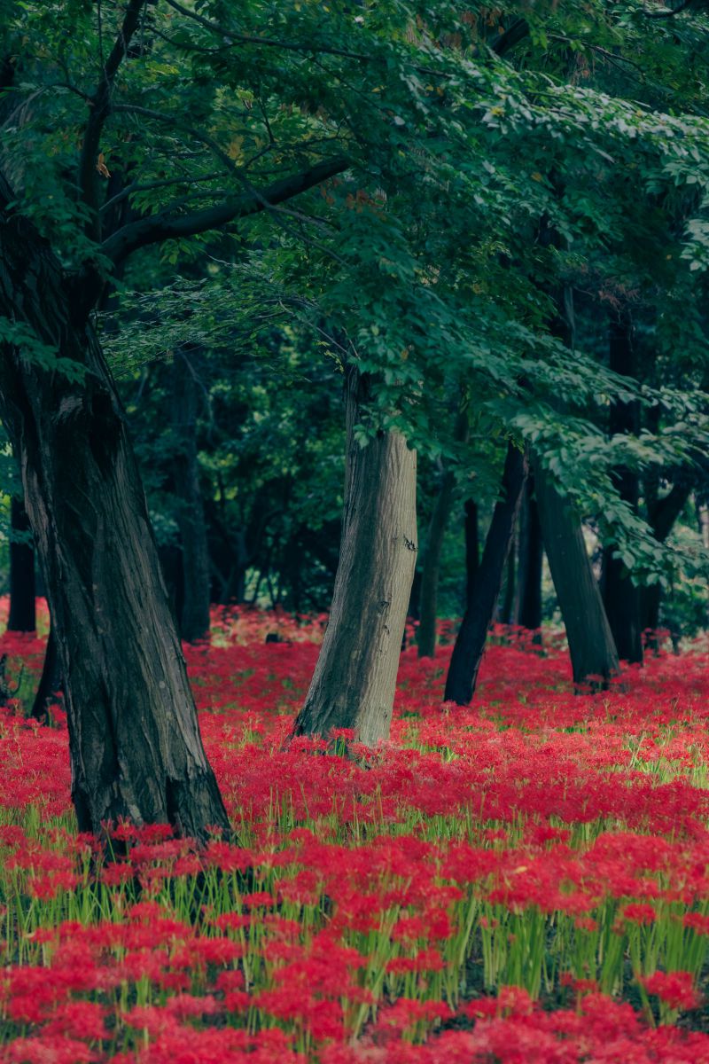 レッドカーペット | GANREF