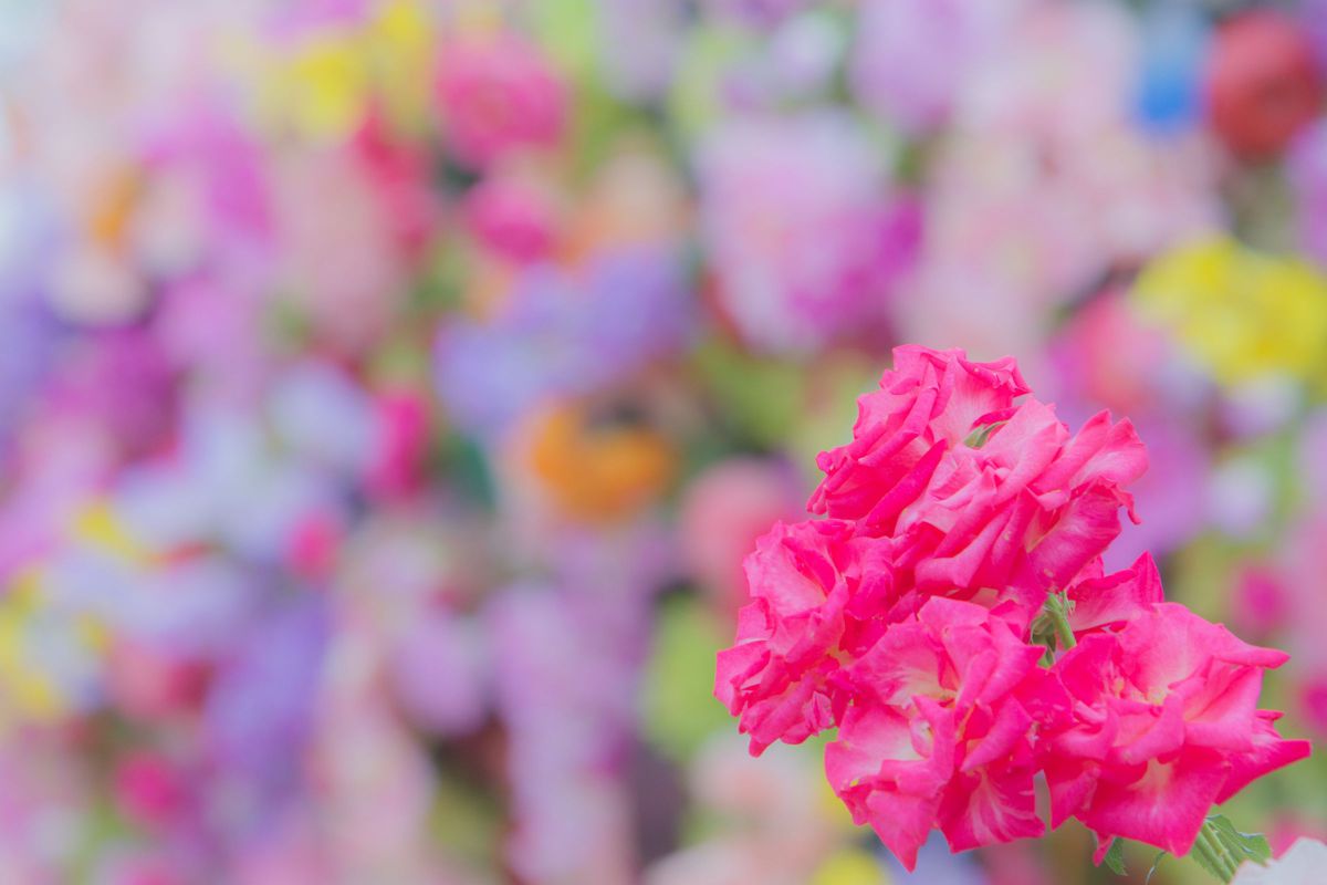 colorful rose | GANREF