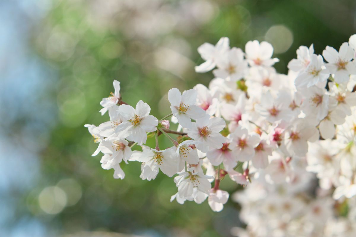 Spring colors | GANREF